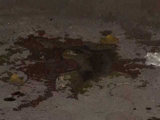 "Incident happened outside college campus": Laxmi Bai College Proctor ...