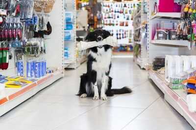 UK pet shop giant to open 160 new stores - full list per region