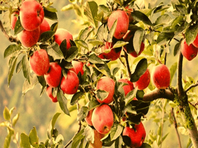 Best Fruits for the Rainy Season: Include these fruits in your diet to ...