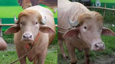 Albino Buffalo Nicknamed 'Donald Trump' Saved from Eid Sacrifice in ...