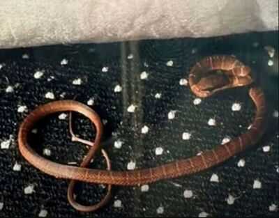 'Venomous' snake escapes on packed TUI flight bound for UK - could have ...