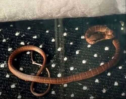 'Venomous' snake escapes on packed TUI flight bound for UK - could have ...