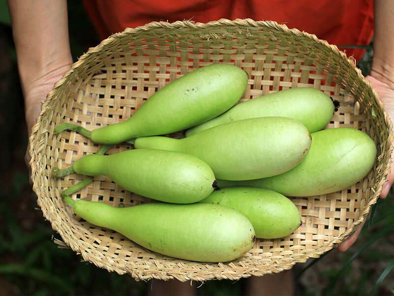 Bottle Gourd Vegetable