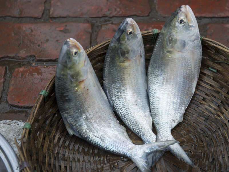 Different Types Of Indian Fishes