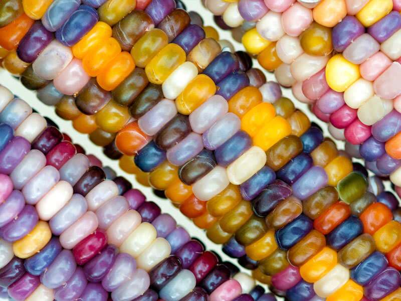 Colorful Corn