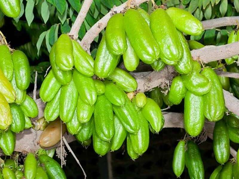 Sour Fruits And Vegetables